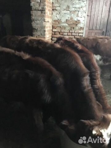 Быки, телочки