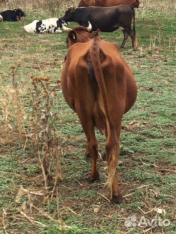 Продам бычков