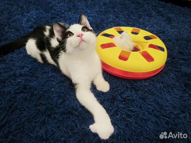 Котенок- антидепрессант