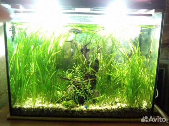 Валиснерия/гигантская валиснерия