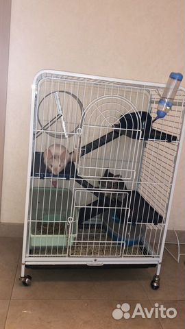Шиншиллы