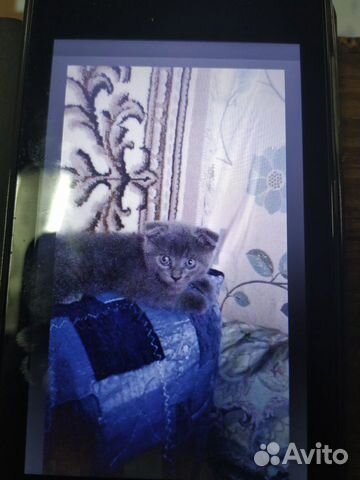 Продается вислоухий котенок