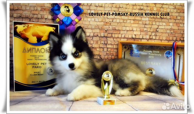Помски от автора породы в России