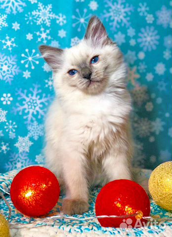 Котенок чистокровный Ragdoll, мальчик