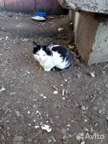 Котенок 2-3мес. в заботливые руки, не в качестве и