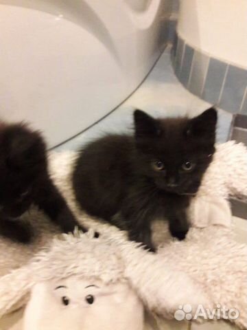 Котята уличные после ветеринара 2 мес отдам