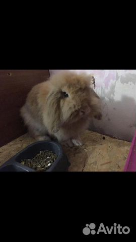 Кролик породистый