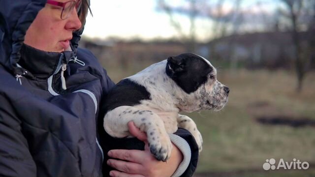 Американский Булли черно-белая девочка 3 месяца