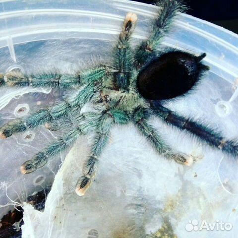 Паук птицеед Avicularia geroldi