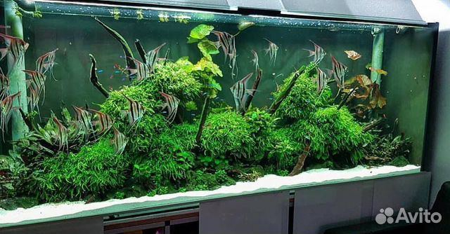 Альтум перуанский