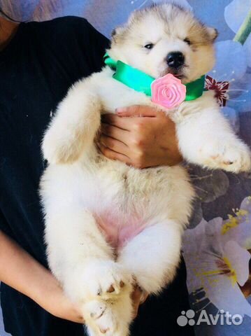 Шикарные щенки маламута