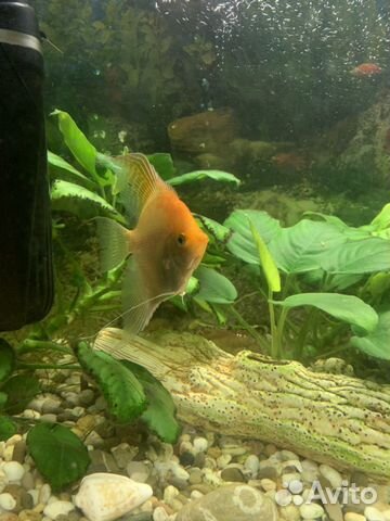 Скалярия рыбка