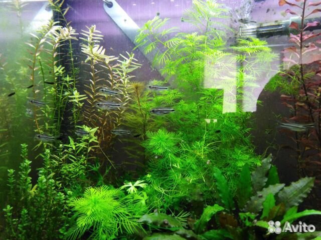 Сомики пигмеи