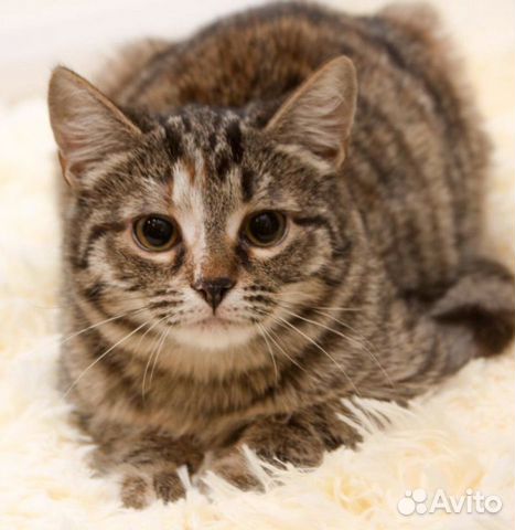 Котенок девочка Поночка 3,5 месяца в добрые руки