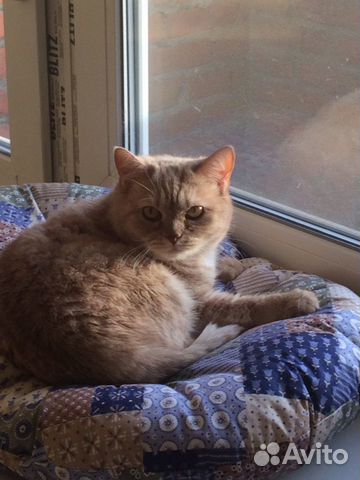 Стерилизованная кошечка Джесси