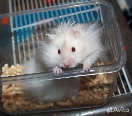 Ангорские хомяки