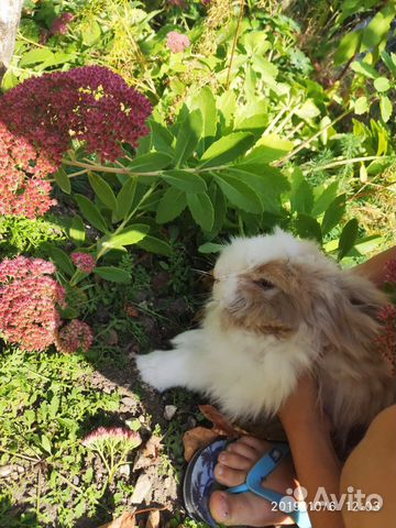Отдам пушистика в хорошие руки