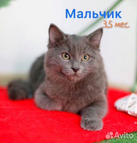 Все дети мира плачут на одном языке