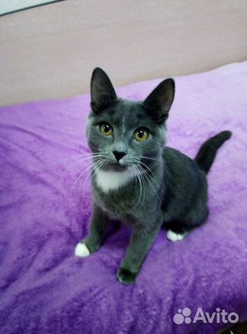 Отдадим котёнка в хорошие руки