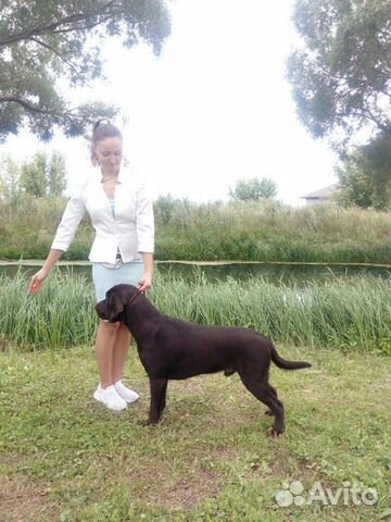 Лабрадор вязка