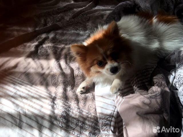 Немецкий шпиц, 1 год 3 месяца