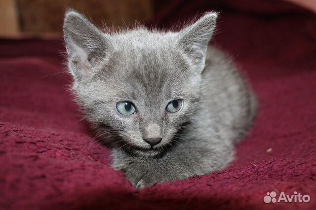 Котята-мышеловы