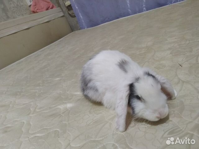 Кролик с клеткой