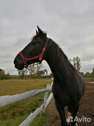 Продается лошадь (мерин)