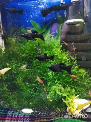 Креветки Моллинезии