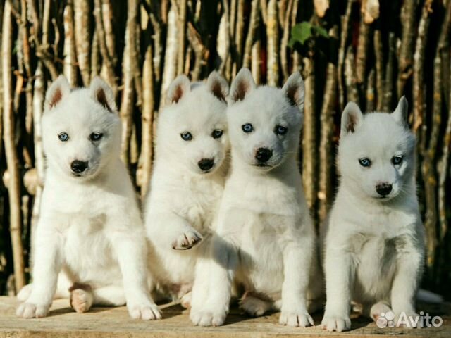 Белый Хаски