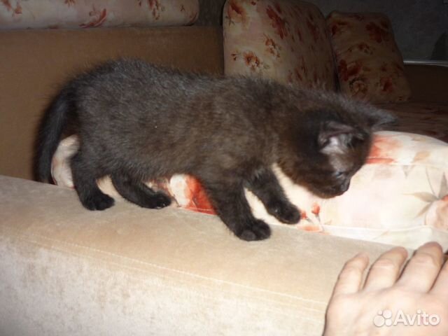 Чёрный кот приносит богатство