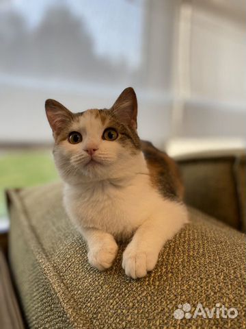 Яркая трехцветная кошечка в дар. 3,5 мес