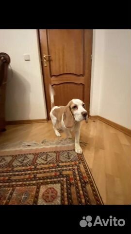 Бигле щеночек