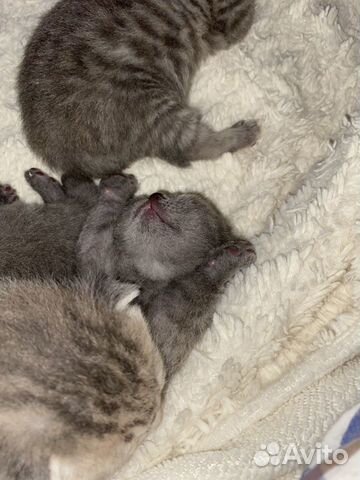 Продам британских котят