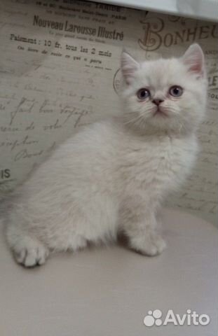 Котёнок