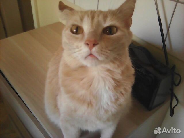 Кошечка Умочка