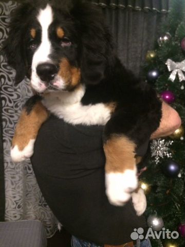 Щенок бернского зенненхунда