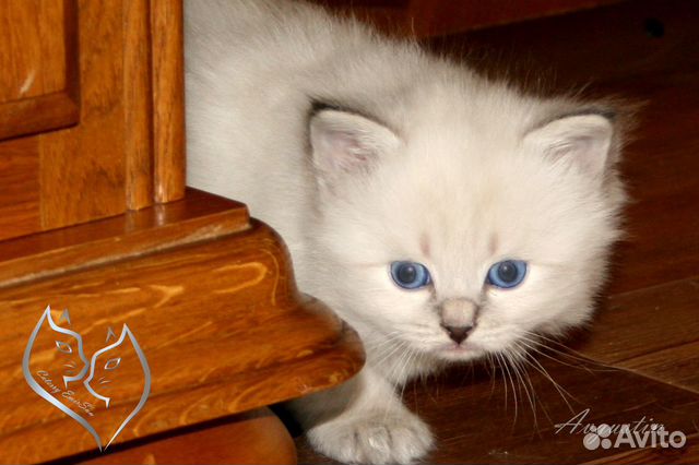 Невские маскарадные котята 2 месяца