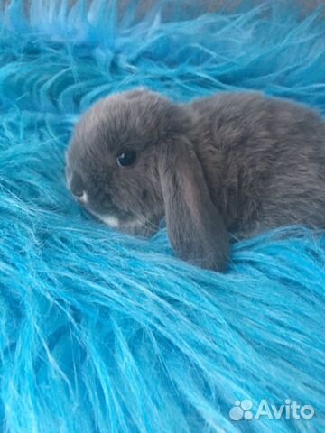 Карликовый вислоухий крольчонок окрас голубой отте
