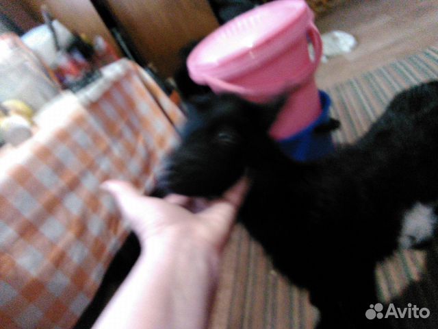 Продам козликов от альпийской козы 2-ым окотом.Лет