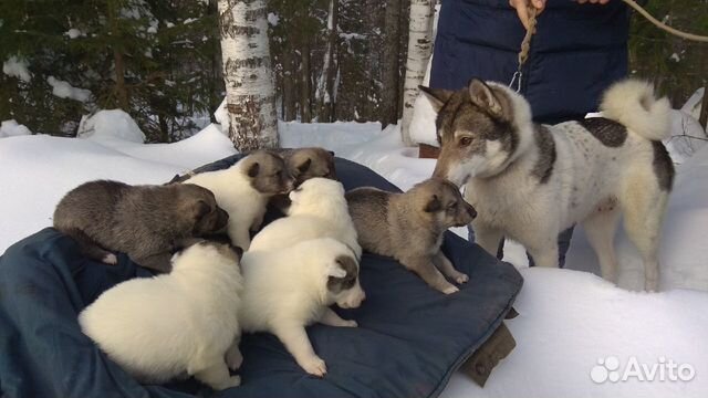 Щенки лайки зс