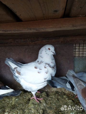 Голуби Кинг и охотничьи фазаны