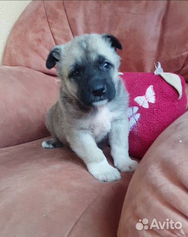 Щенок мальчик полтора месяца