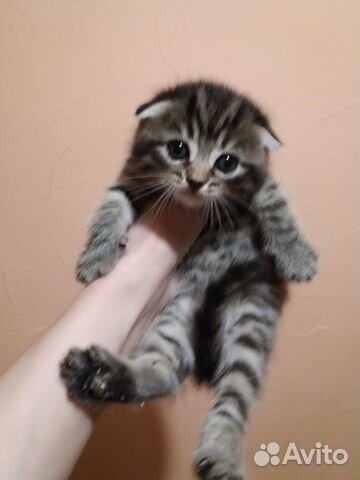 Британская вислоухая