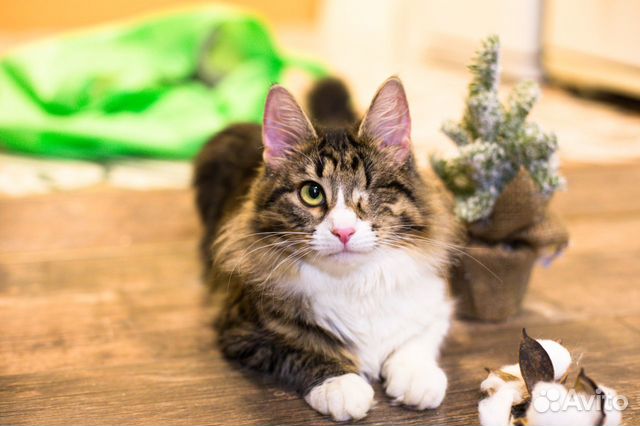 Сибирская котейка - батарейка