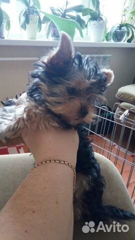 Щенок Йорка