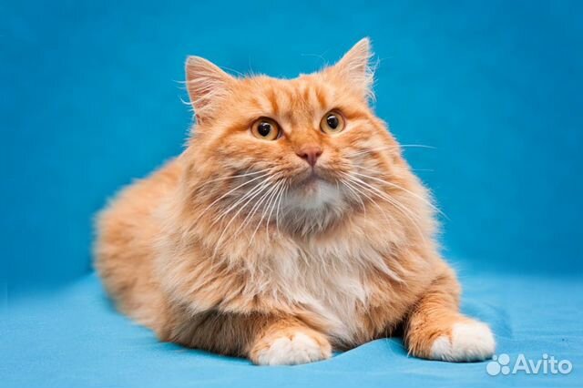 Котик Филя