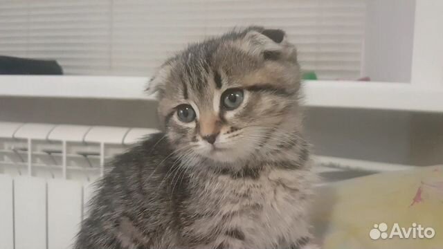 Шотландская