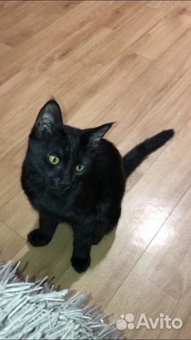 Зеленоглазый красавец ищет семью