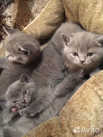 Британские котята